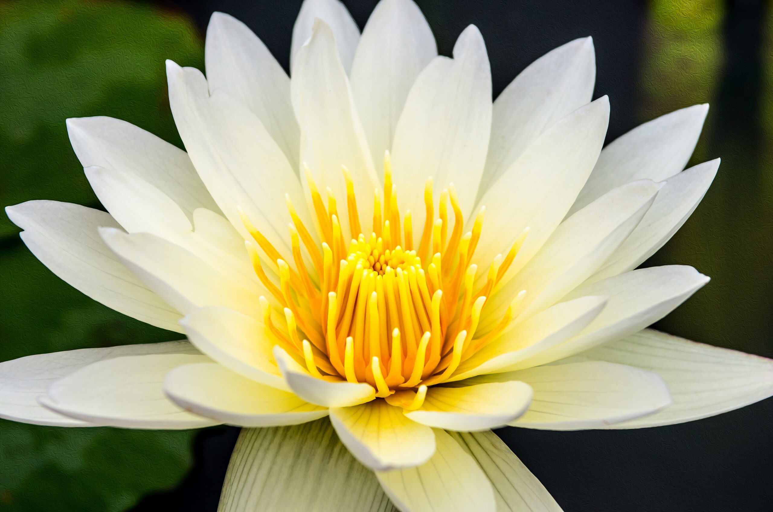White Lotus Season 3: 10 Genius Marketing Strategies From HBO's Hit Show